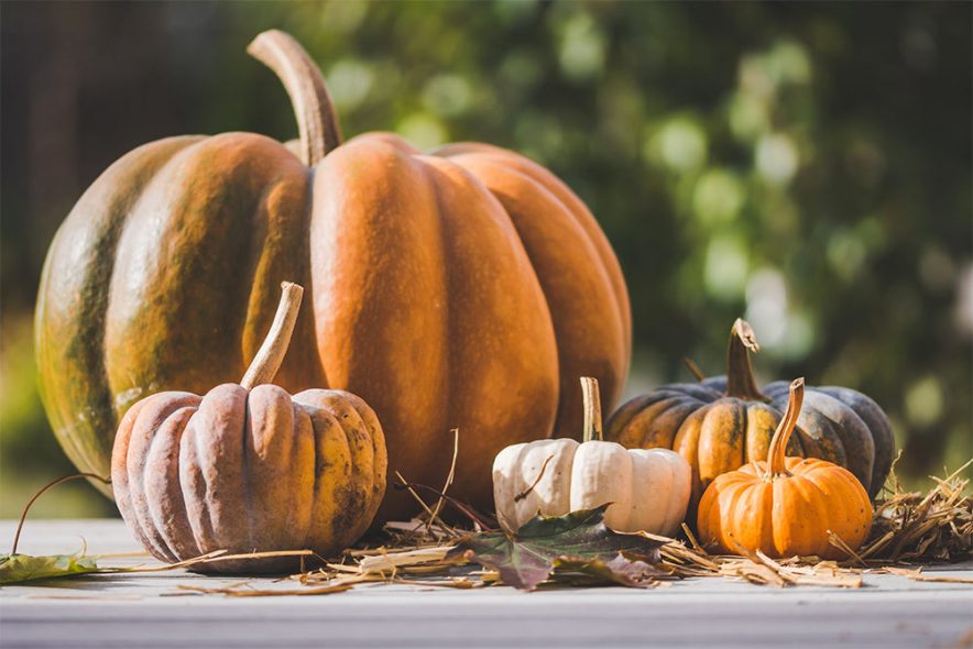 Fun Activities For Senior Adults This Fall Season Fun Activities For Senior Adults This Fall Season